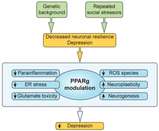 The PPARg System in Major Depression: Pathophysiologic and Therapeutic ...