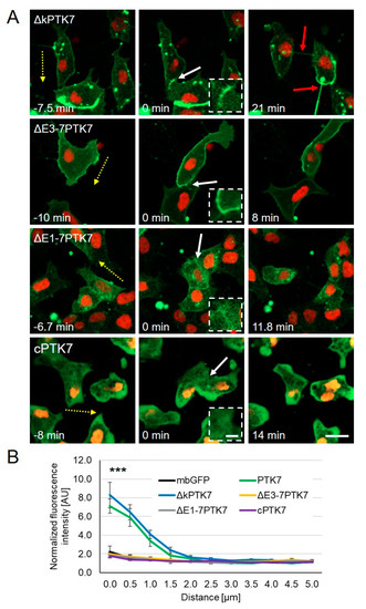 Ptk7 Is Dynamically Localized at Neural Crest Cell–Cell Contact Sites ...