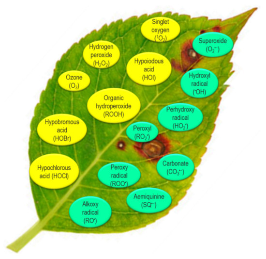 Regulation of Reactive Oxygen Species and Antioxidant Defense in Plants ...