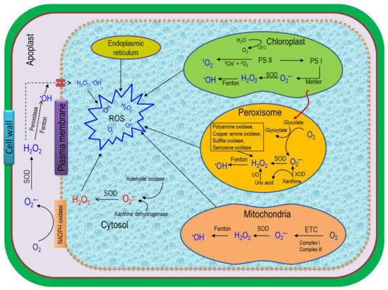 Regulation of Reactive Oxygen Species and Antioxidant Defense in Plants ...