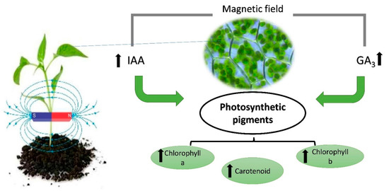Effect of Magnetopriming on Photosynthetic Performance of Plants