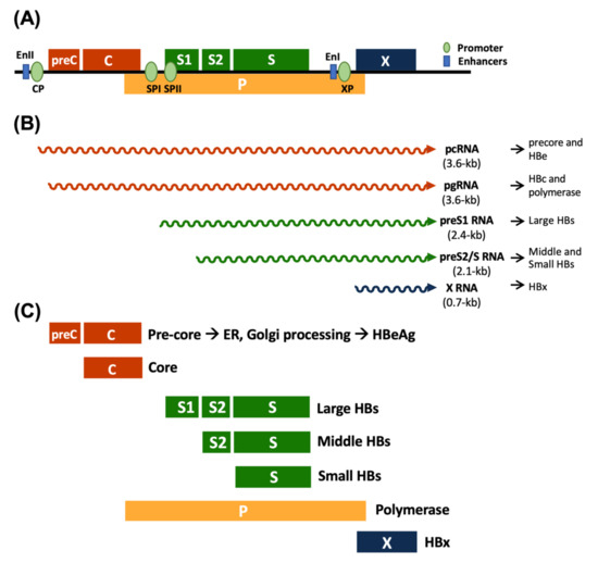 Molecular Mechanisms and Animal Models of HBV-Related Hepatocellular ...