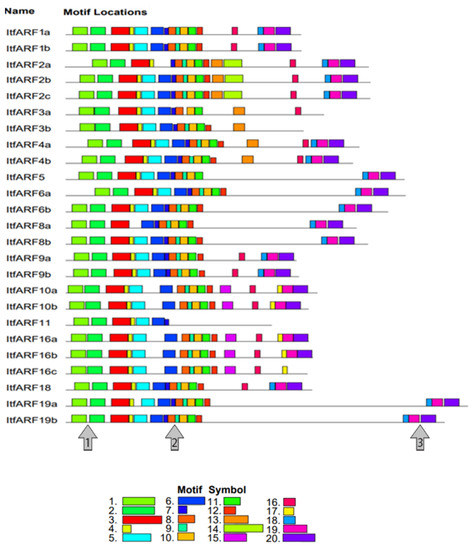 Genome-Wide Identification of ARF Transcription Factor Gene Family and ...