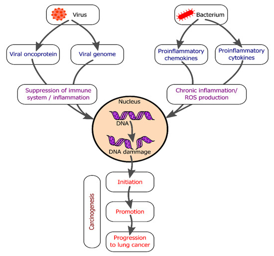 Links between Infections, Lung Cancer, and the Immune System