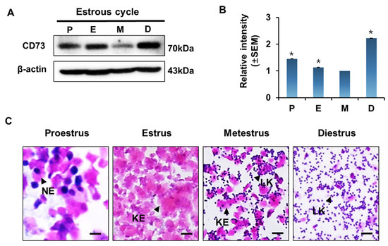 Expression and Regulation of CD73 during the Estrous Cycle in Mouse Uterus