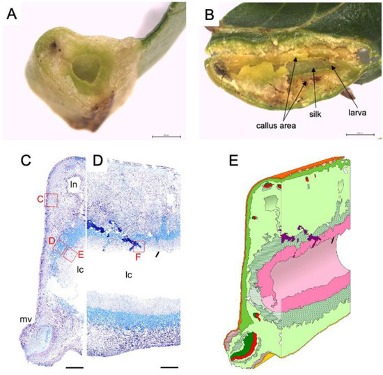Recent Progress Regarding the Molecular Aspects of Insect Gall Formation