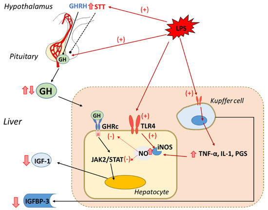 IGF-1 and IGFBP-3 in Inflammatory Cachexia