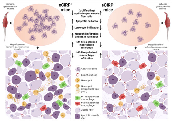 The Absence of Extracellular Cold-Inducible RNA-Binding Protein (eCIRP ...
