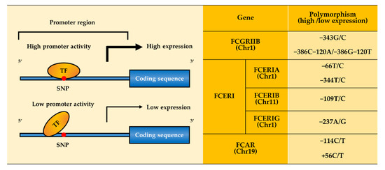 IJMS | Free Full-Text | Fc Receptor Variants and Disease: A Crucial ...