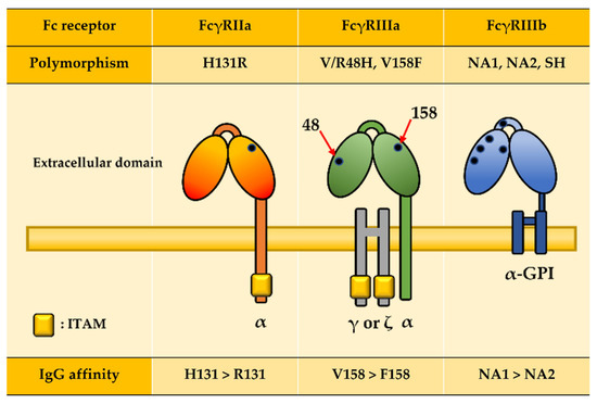 IJMS | Free Full-Text | Fc Receptor Variants and Disease: A Crucial ...