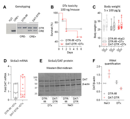 Failure of Diphtheria Toxin Model to Induce Parkinson-Like Behavior in Mice
