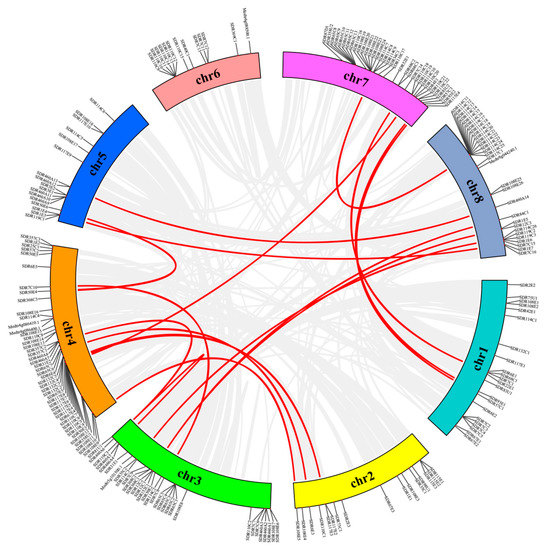 Genome-Wide Identification and Characterization of Short-Chain ...