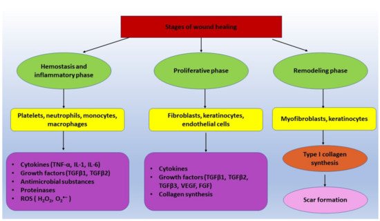 Growth Factors, Reactive Oxygen Species, and Metformin—Promoters of the ...