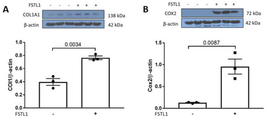 Follistatin-Like-1 (FSTL1) Is a Fibroblast-Derived Growth Factor That ...