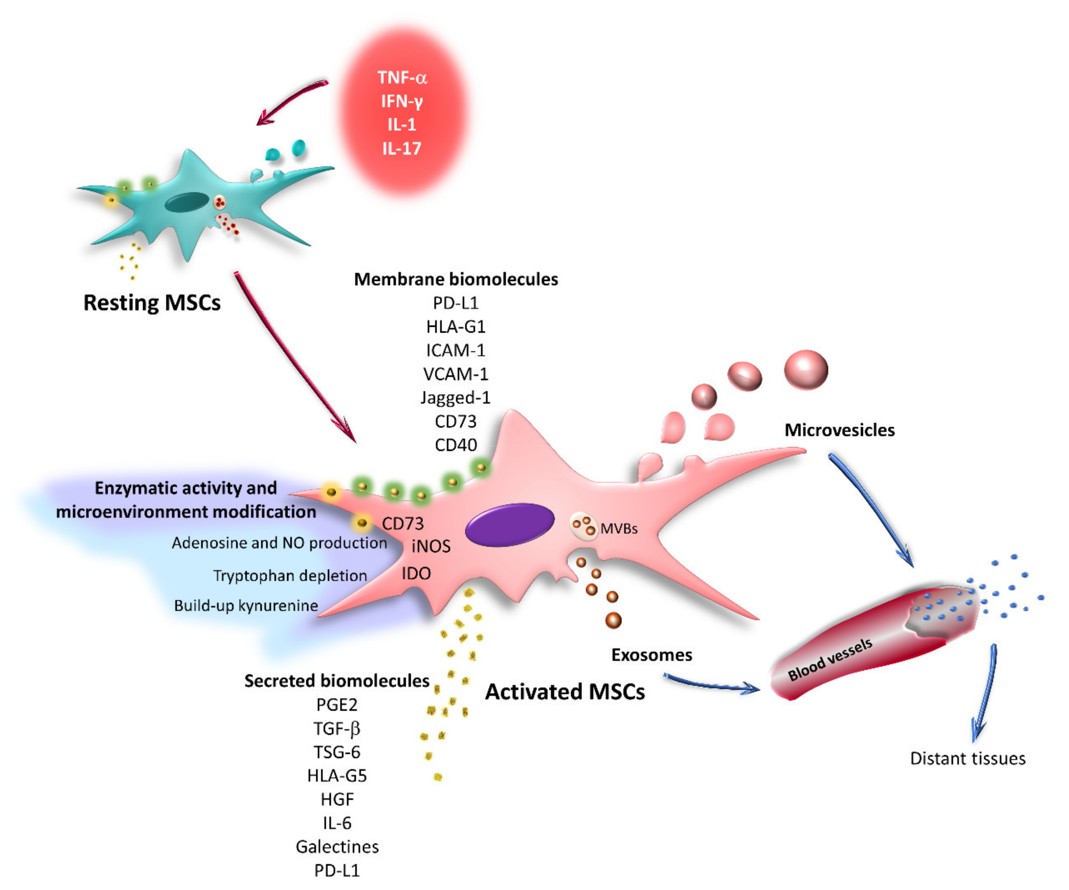 Ijms Free Full Text Tnf α And Ifn γ Participate In Improving The