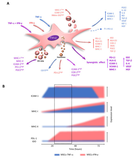 TNF-α and IFN-γ Participate in Improving the Immunoregulatory Capacity ...