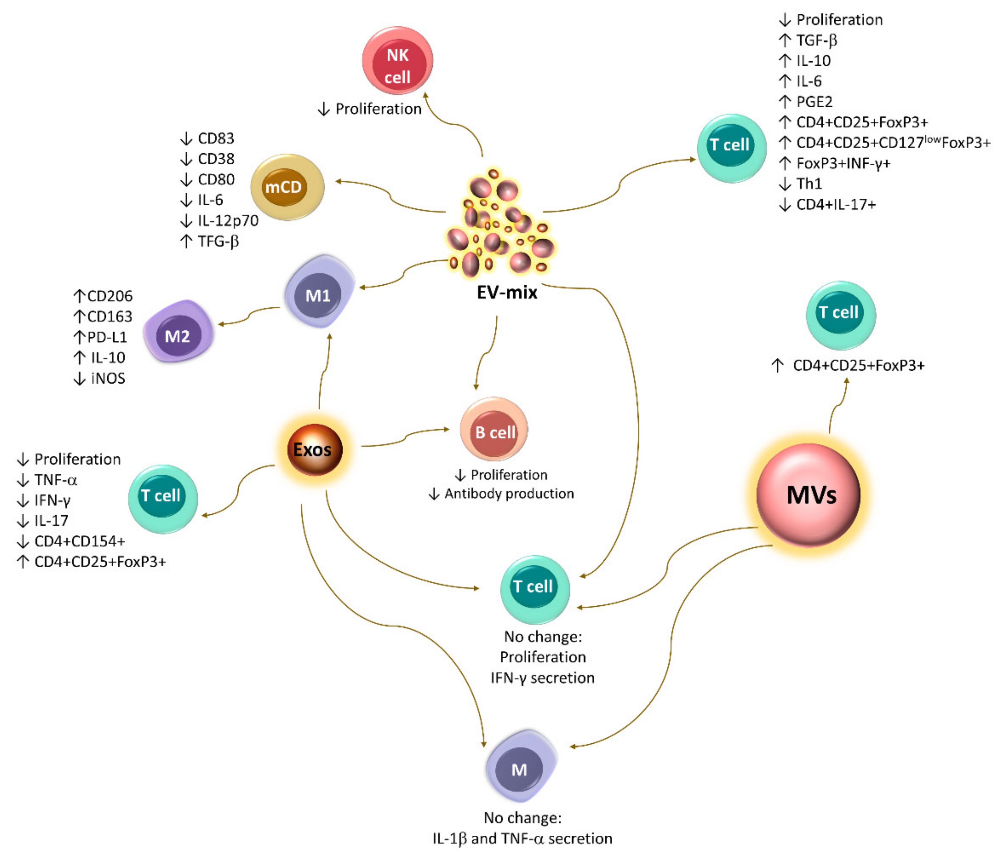 Ijms Free Full Text Tnf α And Ifn γ Participate In Improving The