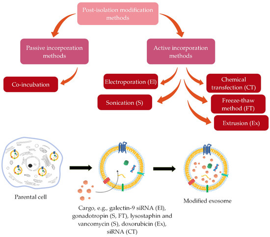 Exosomes Engineering and Their Roles as Therapy Delivery Tools ...