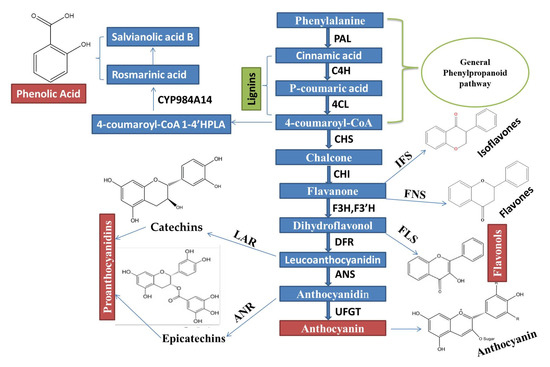 Recent Advanced Metabolic and Genetic Engineering of Phenylpropanoid ...