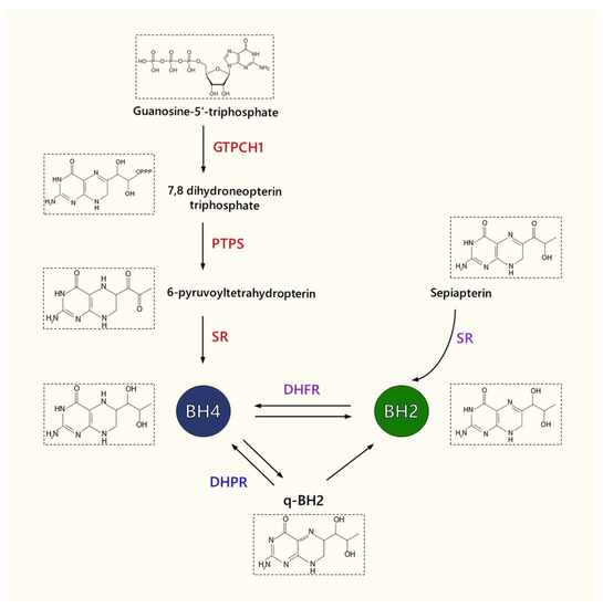 The Role of the BH4 Cofactor in Nitric Oxide Synthase Activity and ...