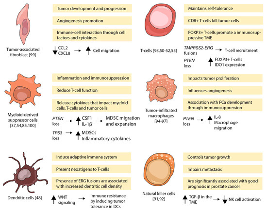 The Role of Somatic Mutations on the Immune Response of the Tumor ...