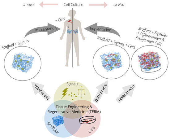 Isotropic and Anisotropic Scaffolds for Tissue Engineering: Collagen ...