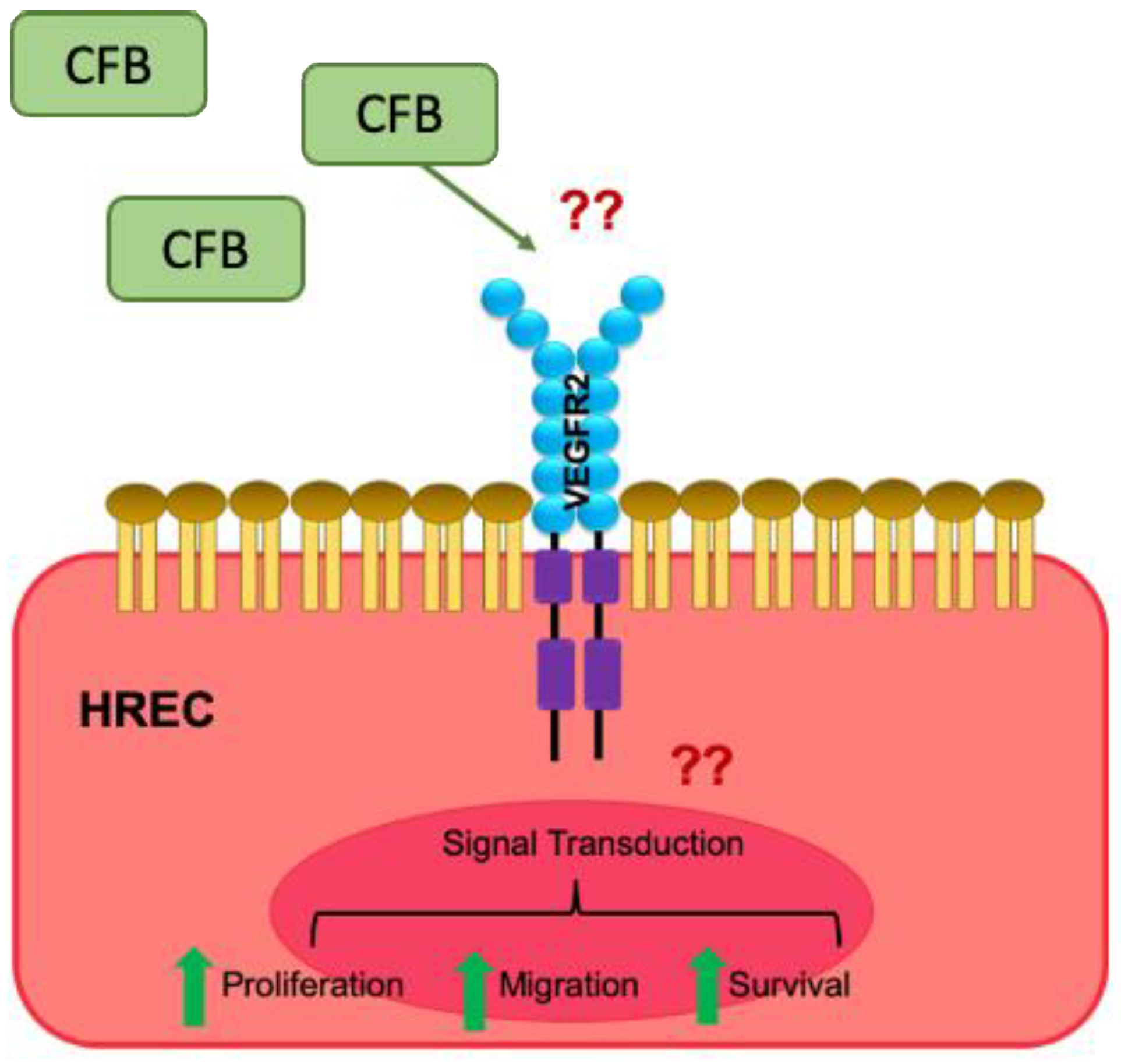 Complement Factor B Mediates Ocular Angiogenesis through Regulating the ...