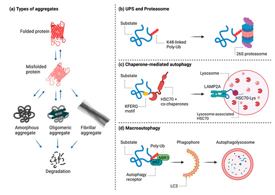 Viral Induced Protein Aggregation: A Mechanism of Immune Evasion