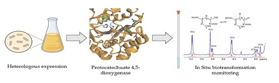 IJMS | Free Full-Text | Characterization of Protocatechuate 4,5 ...