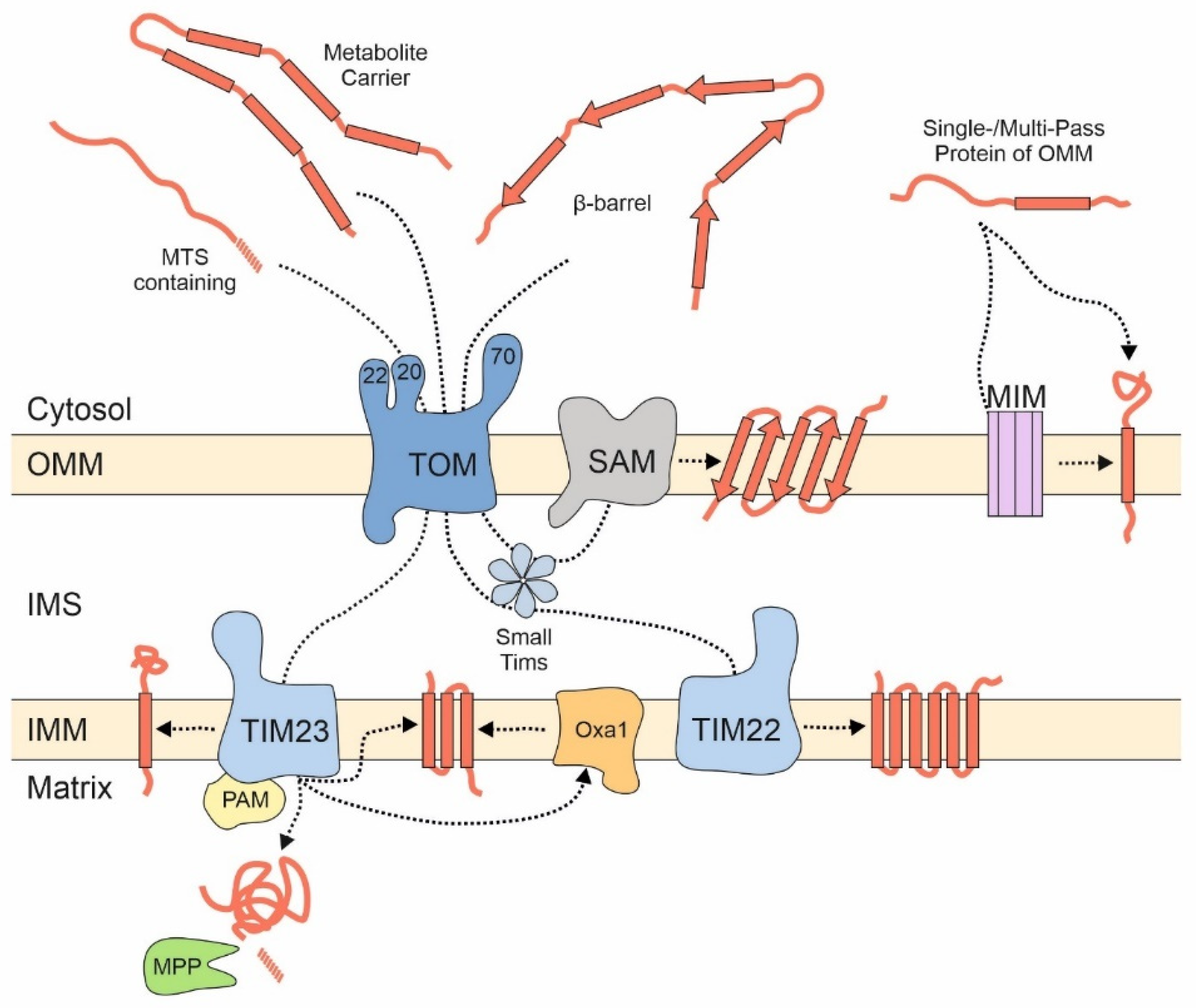 Er Surf Riding The Endoplasmic Reticulum Surface To Mitochondria