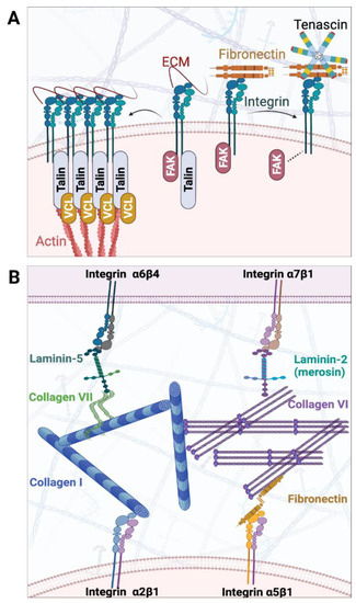 Roles of Enteric Neural Stem Cell Niche and Enteric Nervous System ...