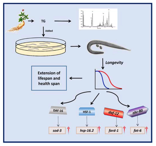 Ginsenoside Prolongs the Lifespan of C. elegans via Lipid Ginsenoside Prolongs the Lifespan of C. elegans via Lipid