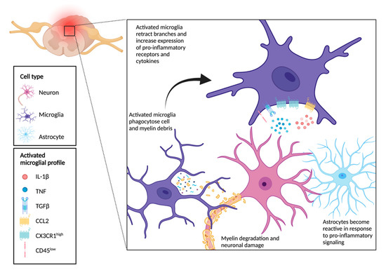 The Role of Microglia in Modulating Neuroinflammation after Spinal Cord ...