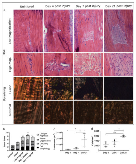 IJMS | Special Issue : Healing of Ligaments and Tendons: Tissue ...