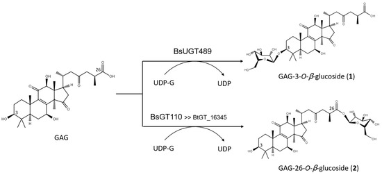 Glycosylation of Ganoderic Acid G by Bacillus Glycosyltransferases