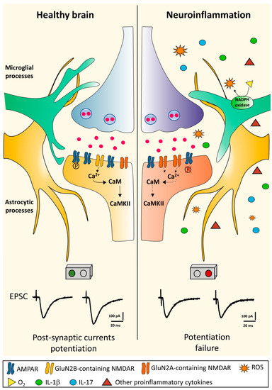 Synaptic Dysfunction in Multiple Sclerosis: A Red Thread from Inflammation to Network Disconnection