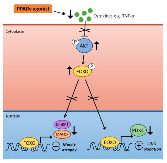 The Regulatory Roles of PPARs in Skeletal Muscle Fuel Metabolism and ...