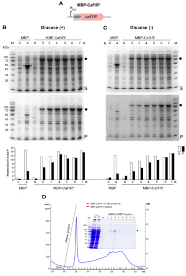 Optimised Heterologous Expression and Functional Analysis of the Yersinia pestis F1-Capsular ...