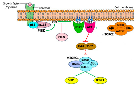 PI3K/PTEN/AKT Signaling Pathways in Germ Cell Development and Their Involvement in Germ Cell ...