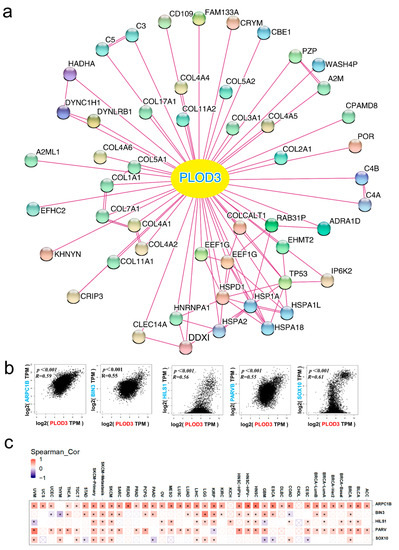 A Human Pan-Cancer System Analysis of Procollagen-Lysine, 2 ...