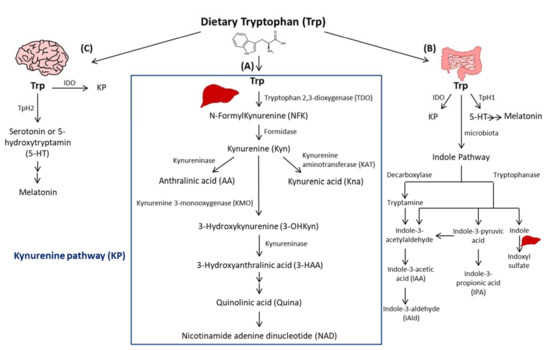 IJMS | Free Full-Text | Tryptophan: From Diet to Cardiovascular Diseases