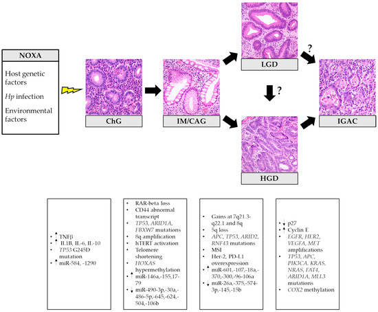 Molecular Landscapes of Gastric Pre-Neoplastic and Pre-Invasive Lesions