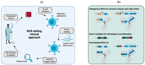 Exploiting B Cell Transfer for Cancer Therapy: Engineered B Cells to ...
