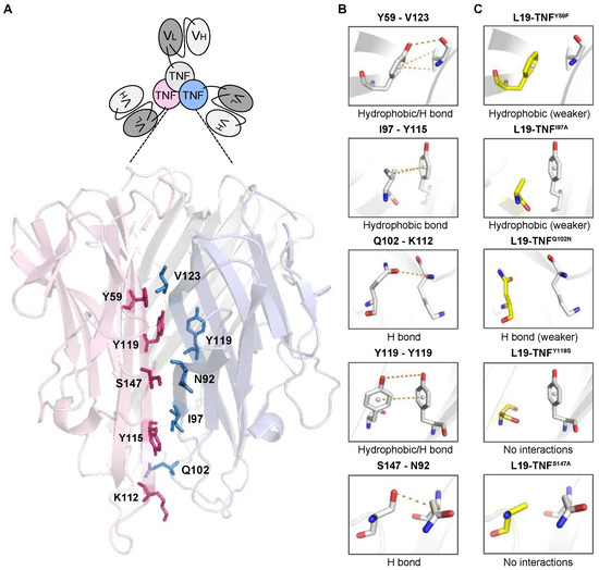 An Attenuated Targeted-TNF Localizes to Tumors In Vivo and Regains ...