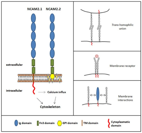 The Hidden Side of NCAM Family: NCAM2, a Key Cytoskeleton Organization ...