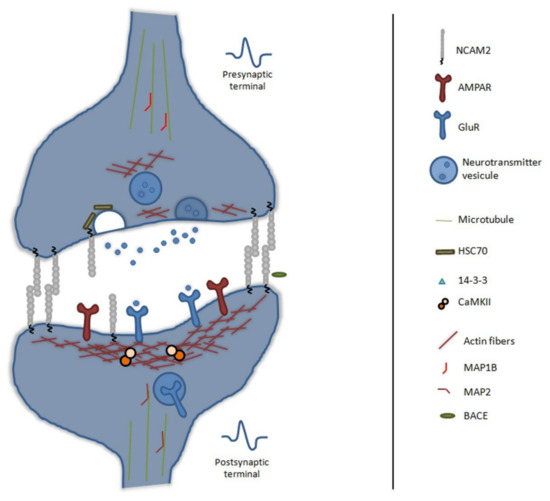 The Hidden Side of NCAM Family: NCAM2, a Key Cytoskeleton Organization ...