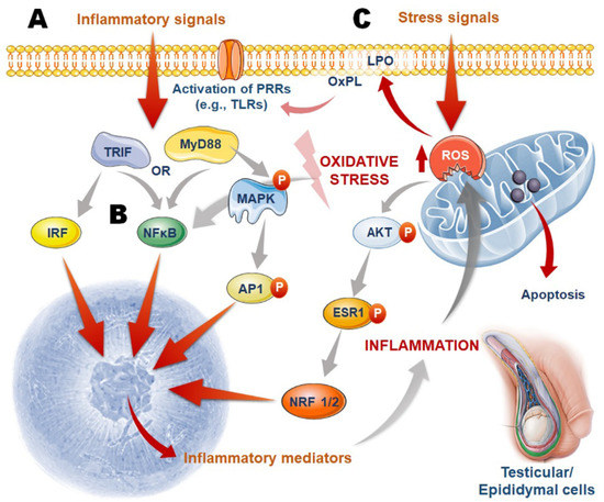 Oxidative Stress, Testicular Inflammatory Pathways, and Male Reproduction