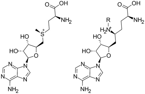 Discovery of a Non-Nucleoside SETD2 Methyltransferase Inhibitor against ...