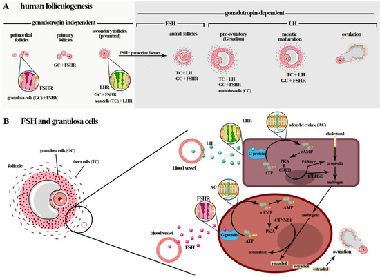 Actions and Roles of FSH in Germinative Cells