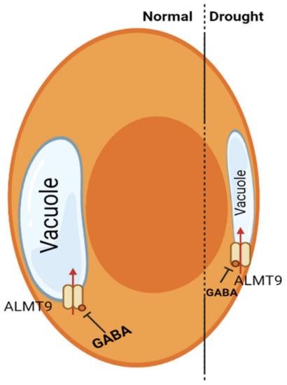 GABA: A Key Player in Drought Stress Resistance in Plants